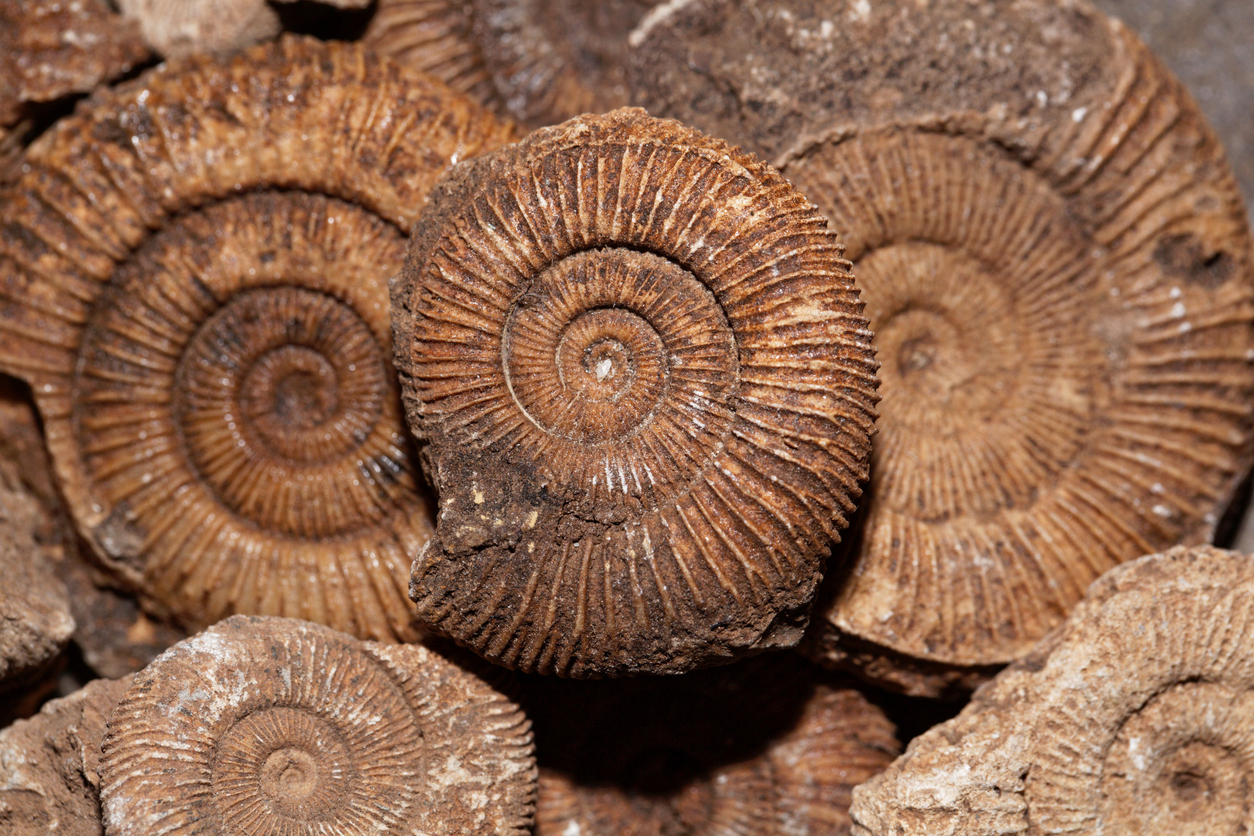 New Project: Charmouth Fossils - Nexus Data Systems Ltd